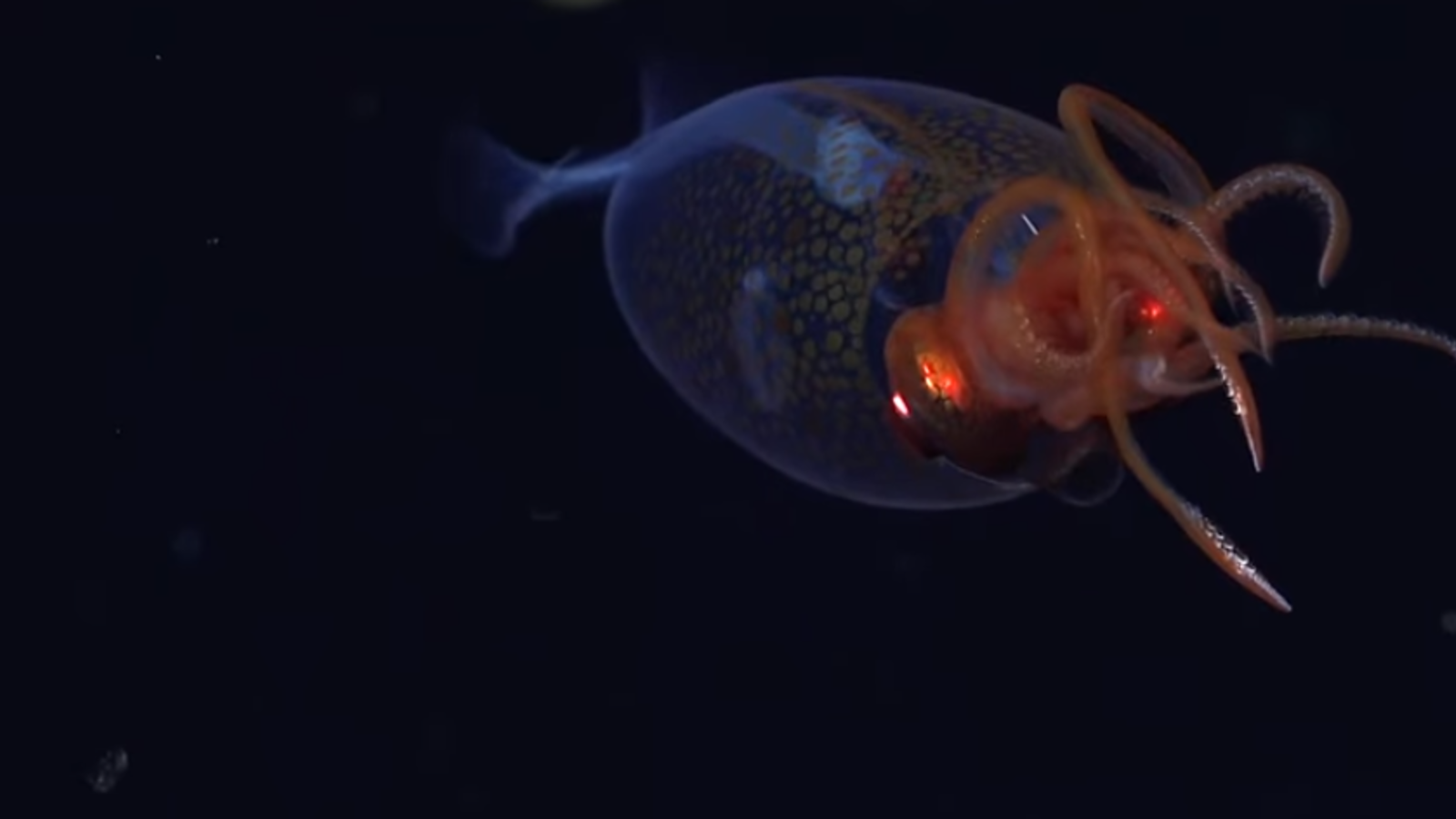 Historisch! Extrem seltener Koloss-Kalmar erstmals gefilmt - oe24.at