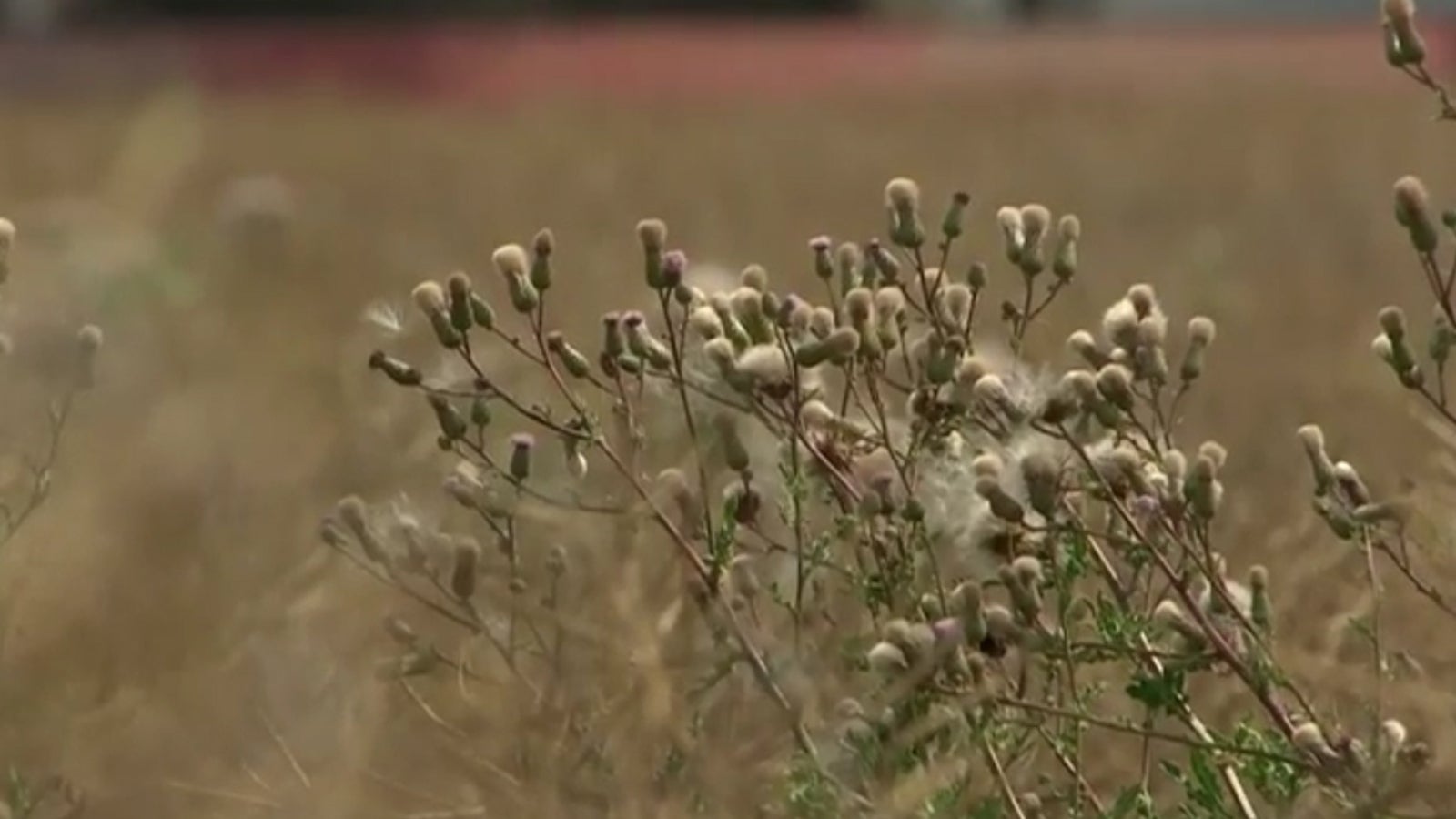Trockenheit macht Bauern zu schaffen - oe24.tv