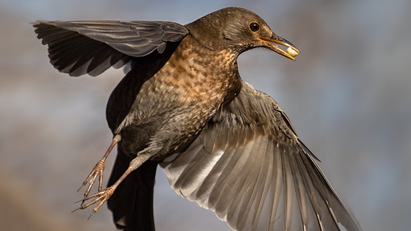 Vogelkrankheit bedroht Grünling und Amsel - oe24.at