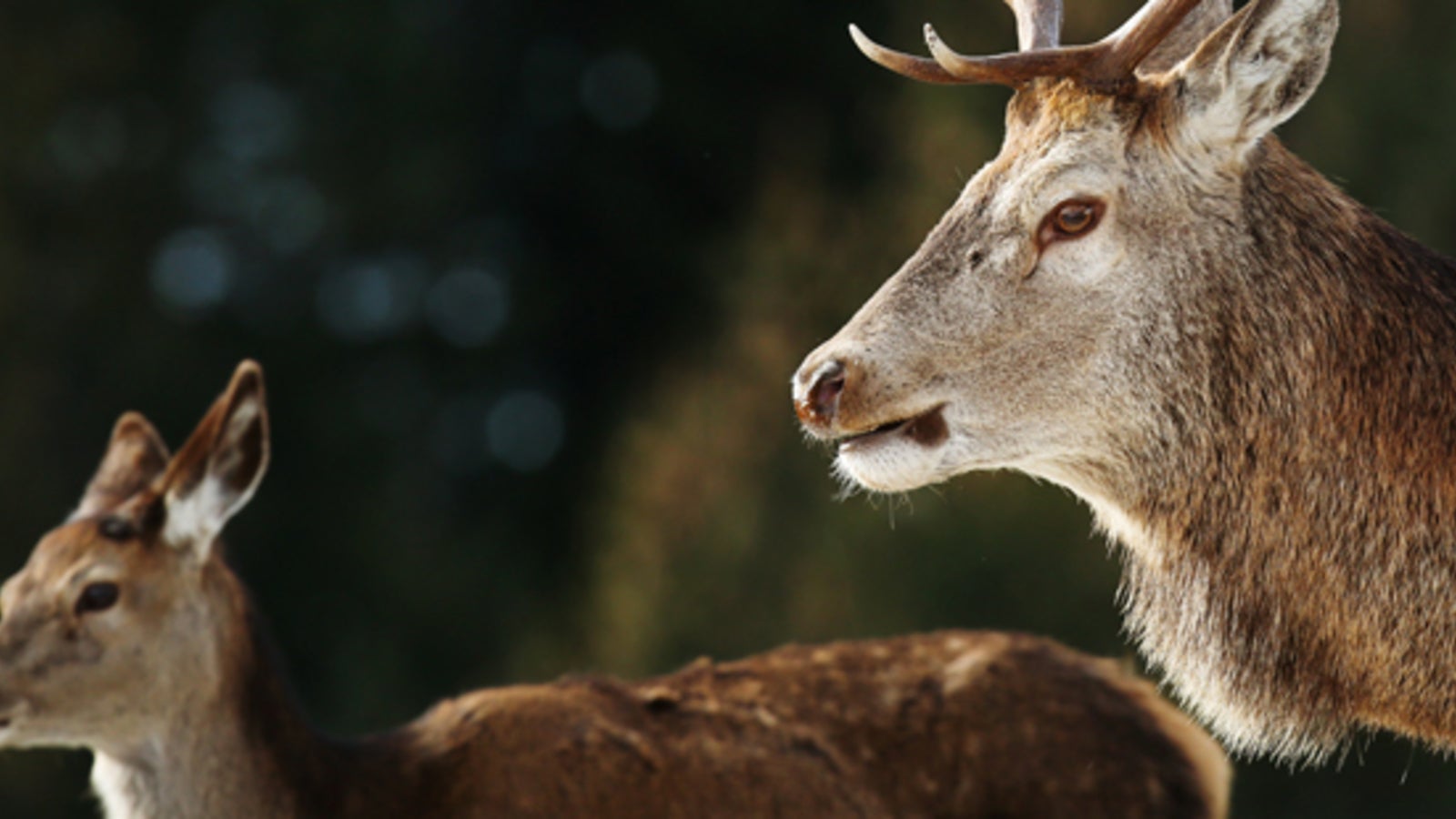 Jäger wildern mit Pistengerät - oe24.at