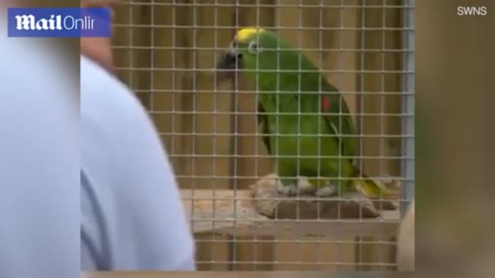 Papagei singt Beyoncé-Song - oe24.tv