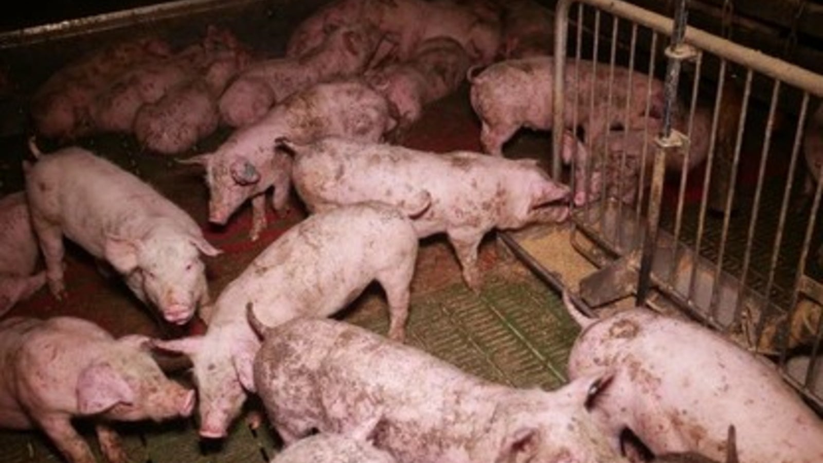 "Skandal-Schweinefabrik": Besitzer darf Tierschützer nicht ...