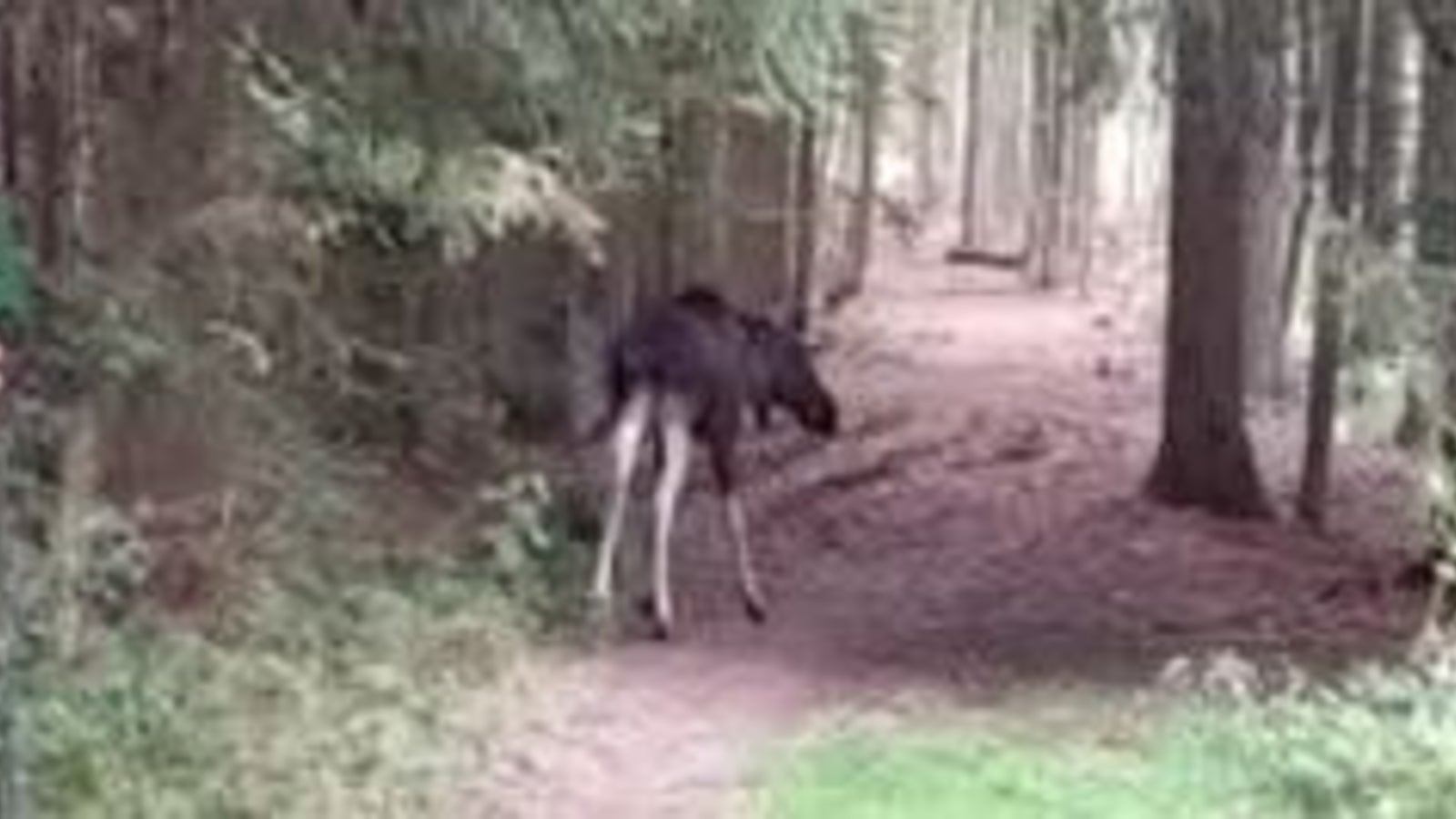 Elch Emil im neuen zu Hause angelangt - oe24.tv