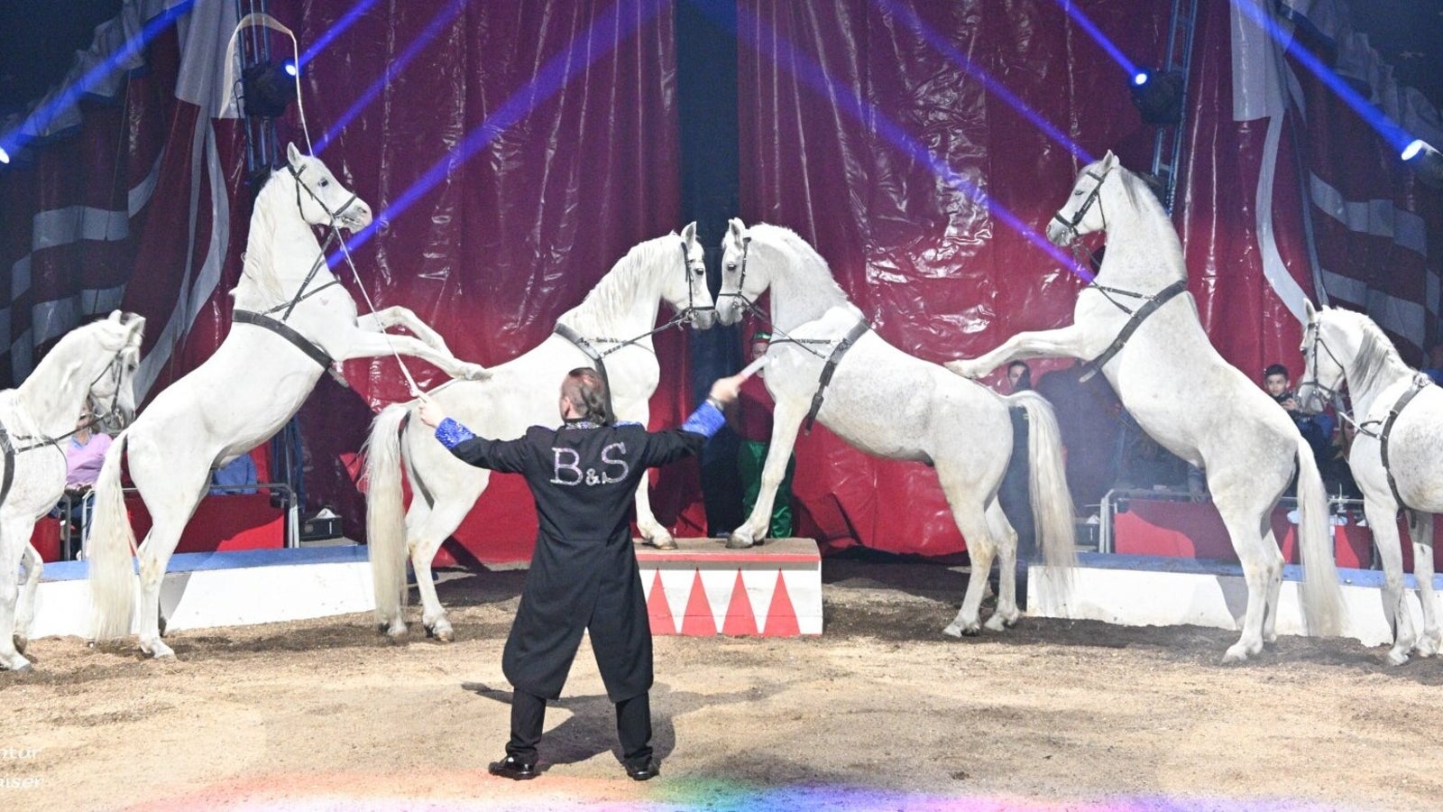 Circus Safari: Manege frei in Perchtoldsdorf - oe24.at