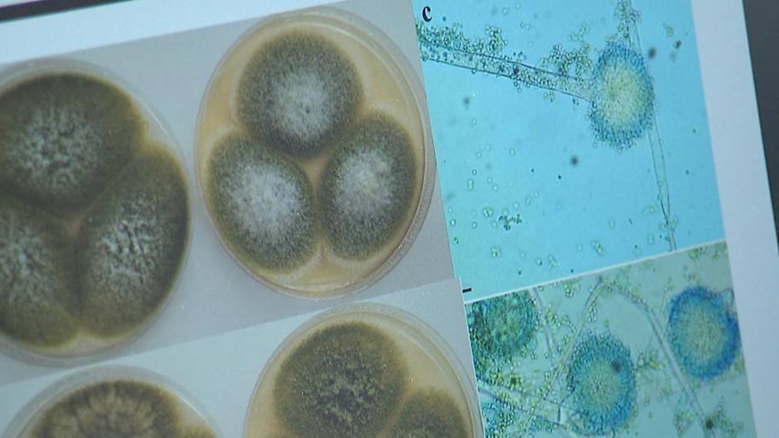 Schock-Fund: Gift-Pilz auf Österreichs Maisfeldern entdeckt - oe24.at