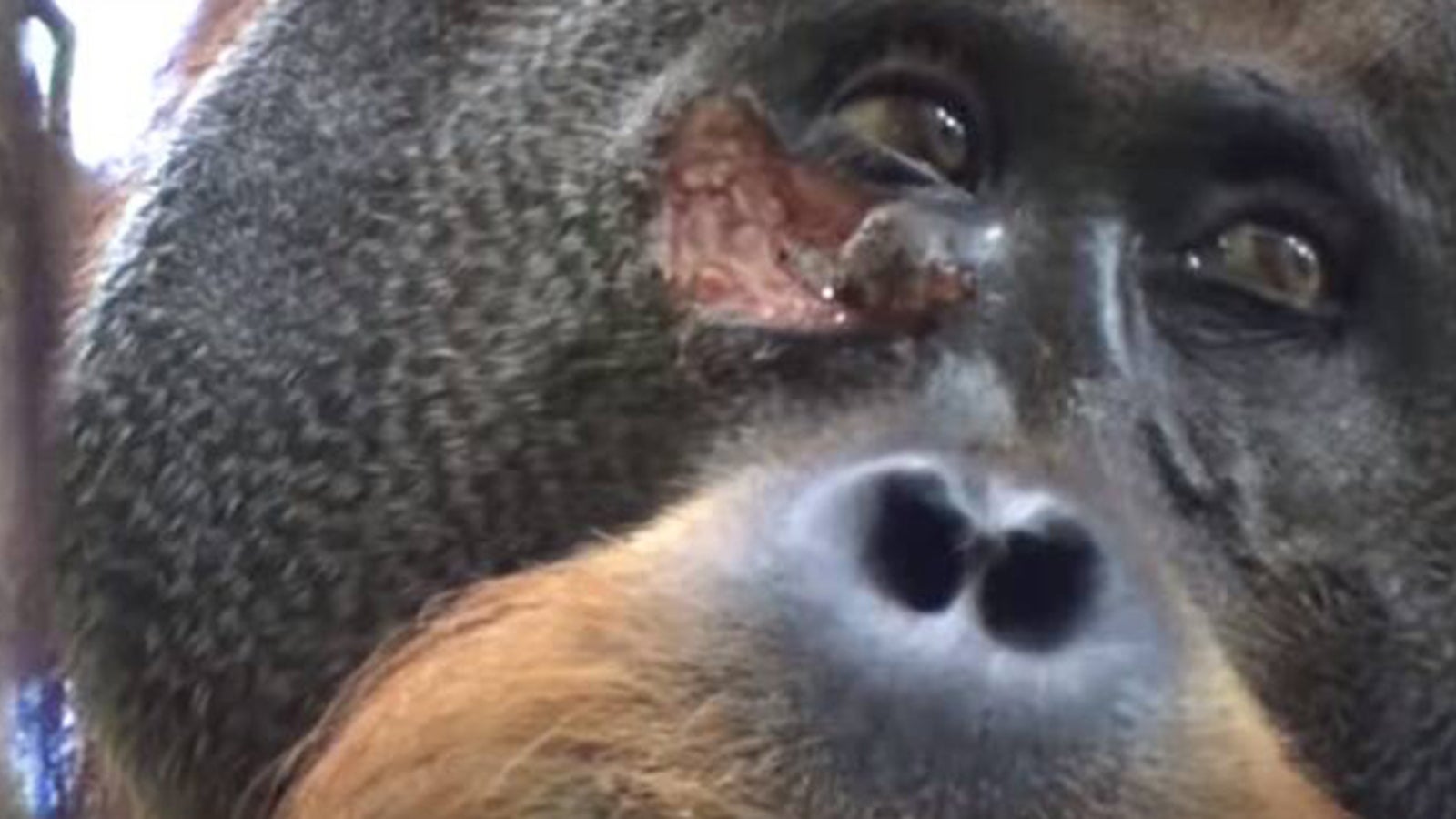 Orang-Utan behandelt sich selbst mit Liane - oe24.at