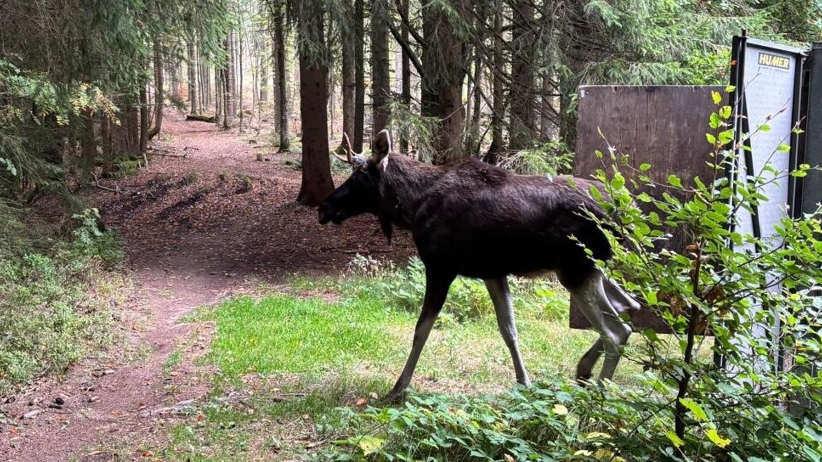 "Elch Emil" ist das Wort des Jahres 2025 - oe24.at