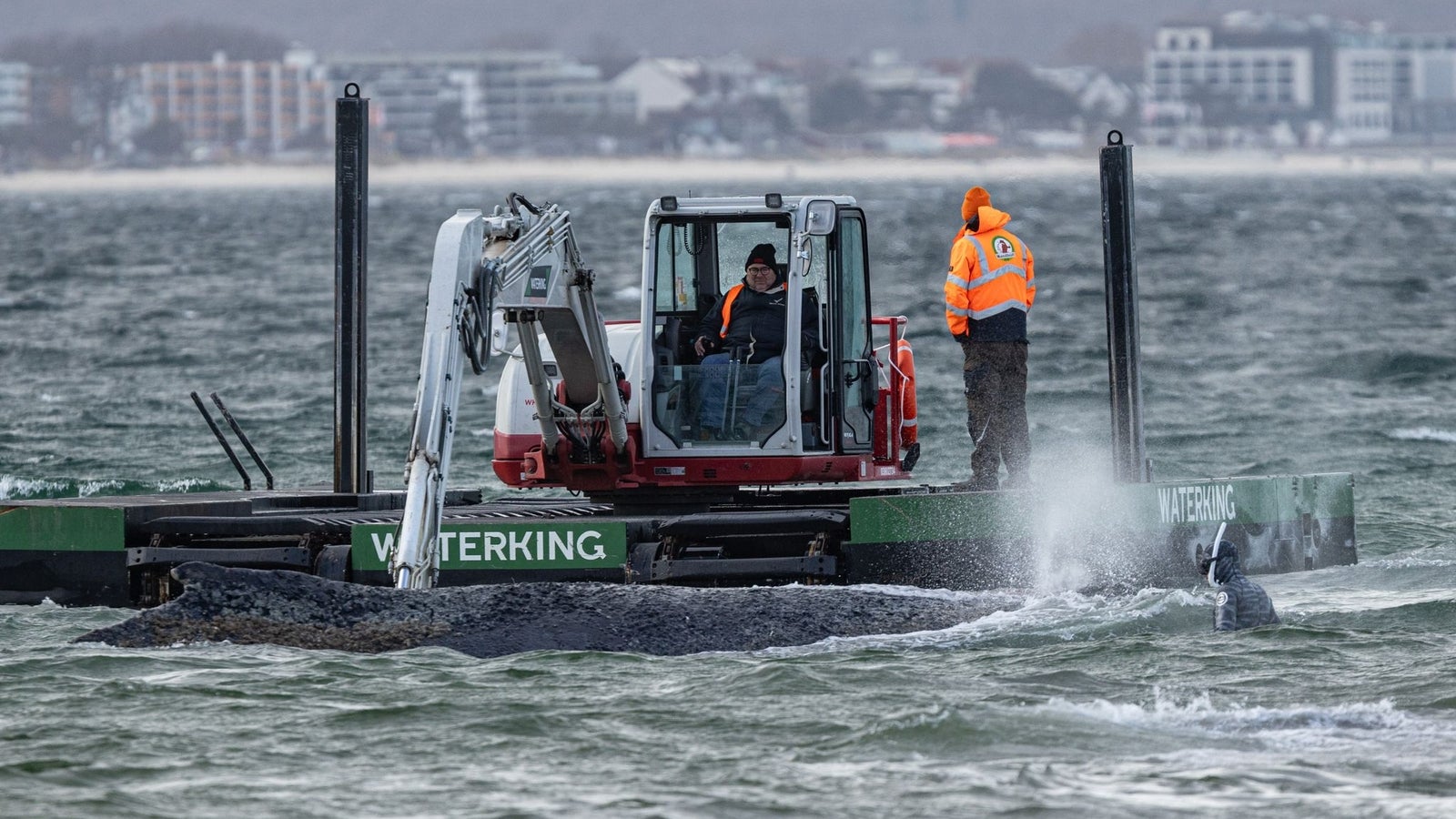Überlebenskampf! Rettung von gestrandetem Wal abgebrochen - oe24.at
