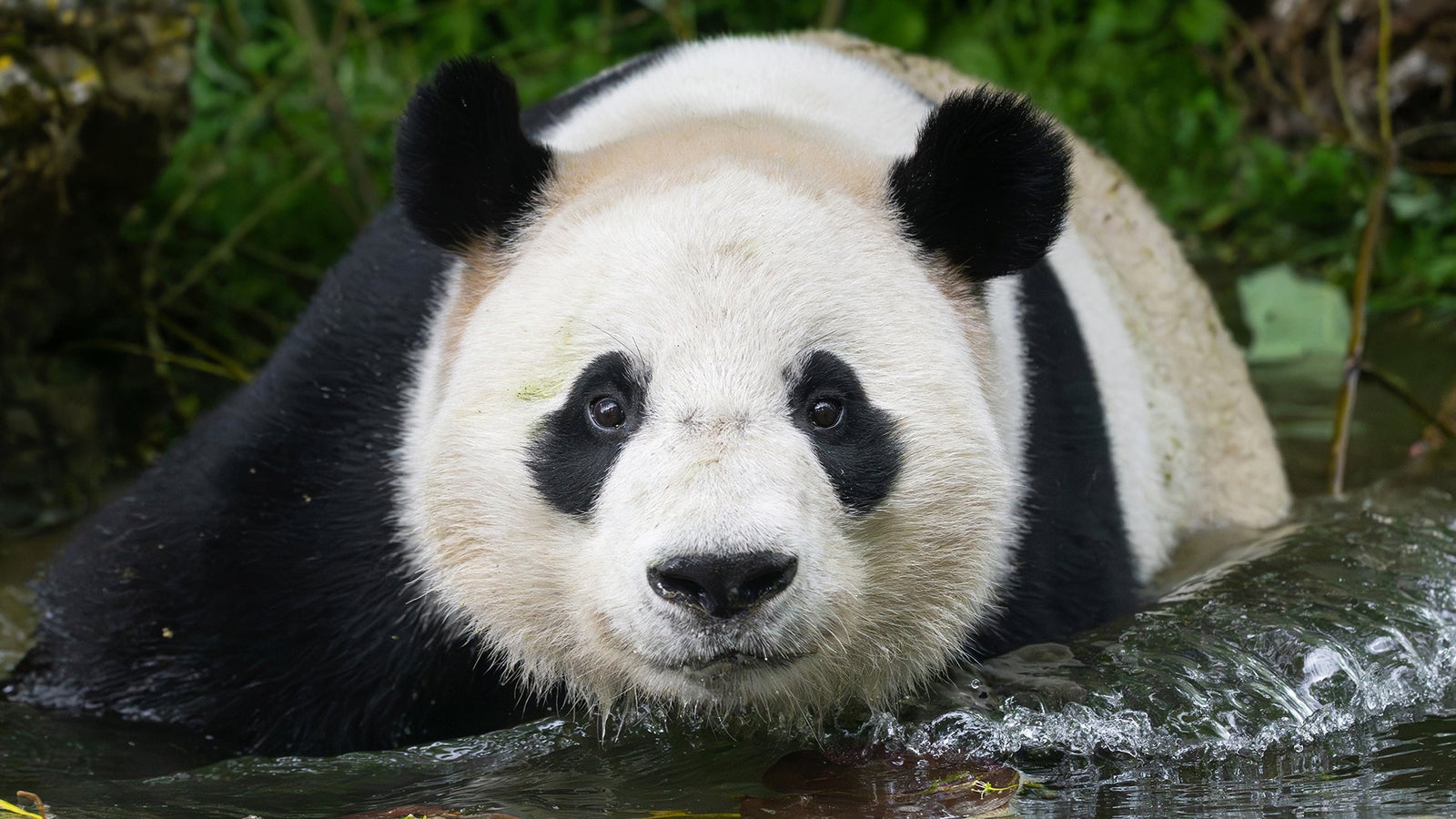 Auch in der Nacht: Coole Pandas planschen im Tiergarten Schönbrunn - oe24.at