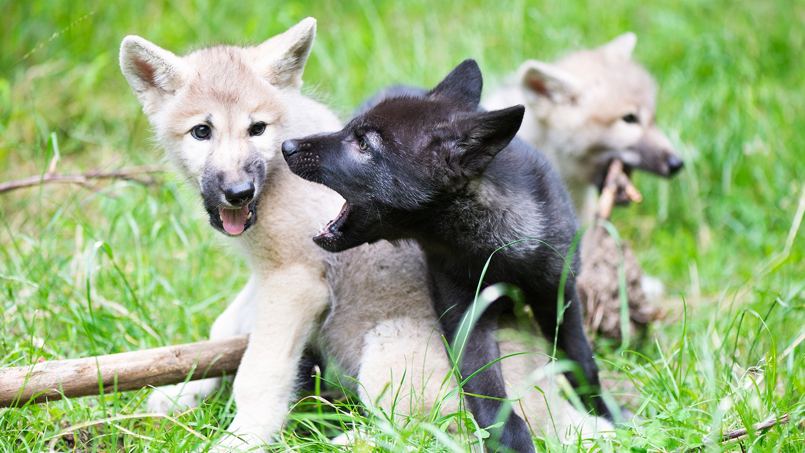 Drei entzückende Wolfswelpen in Forschungszentrum - oe24.at