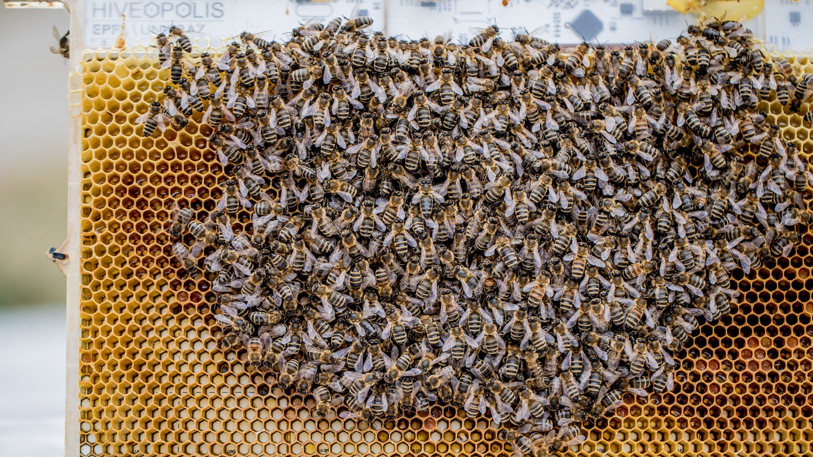 Smarte Hightech-Wabe schützt Bienen vor dem Kältetod - oe24.at