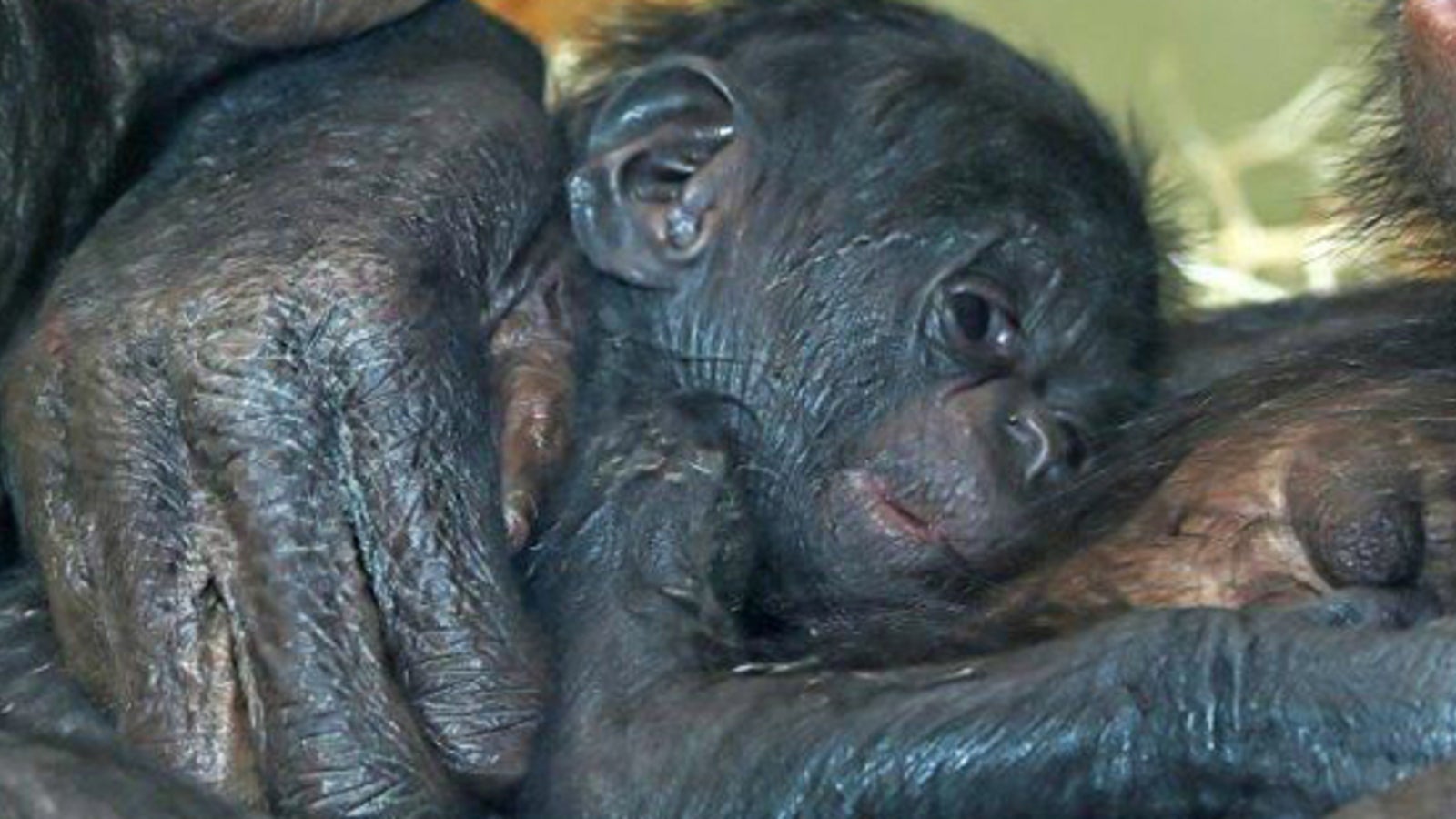 Schimpansen-Mutter adoptiert Waisen-Baby - oe24.at