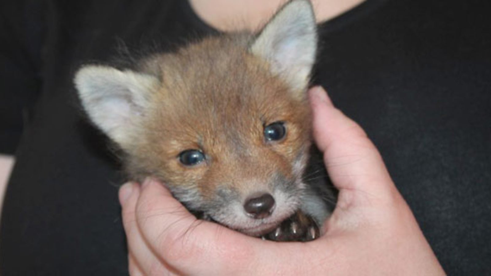 Fuchs-Baby in Wohnpark entdeckt - oe24.at