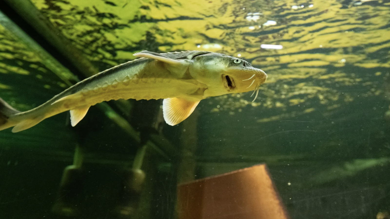 Bohrn Mena: Neues Feuchtgebiete-Projekt gestartet - oe24.at