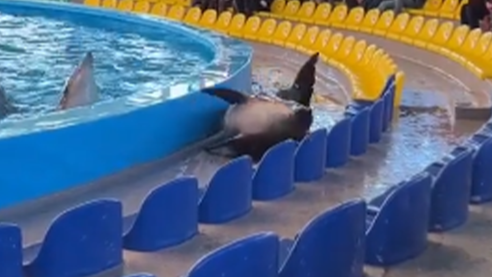 Delfin springt bei Live-Vorführung aus Becken - oe24.at