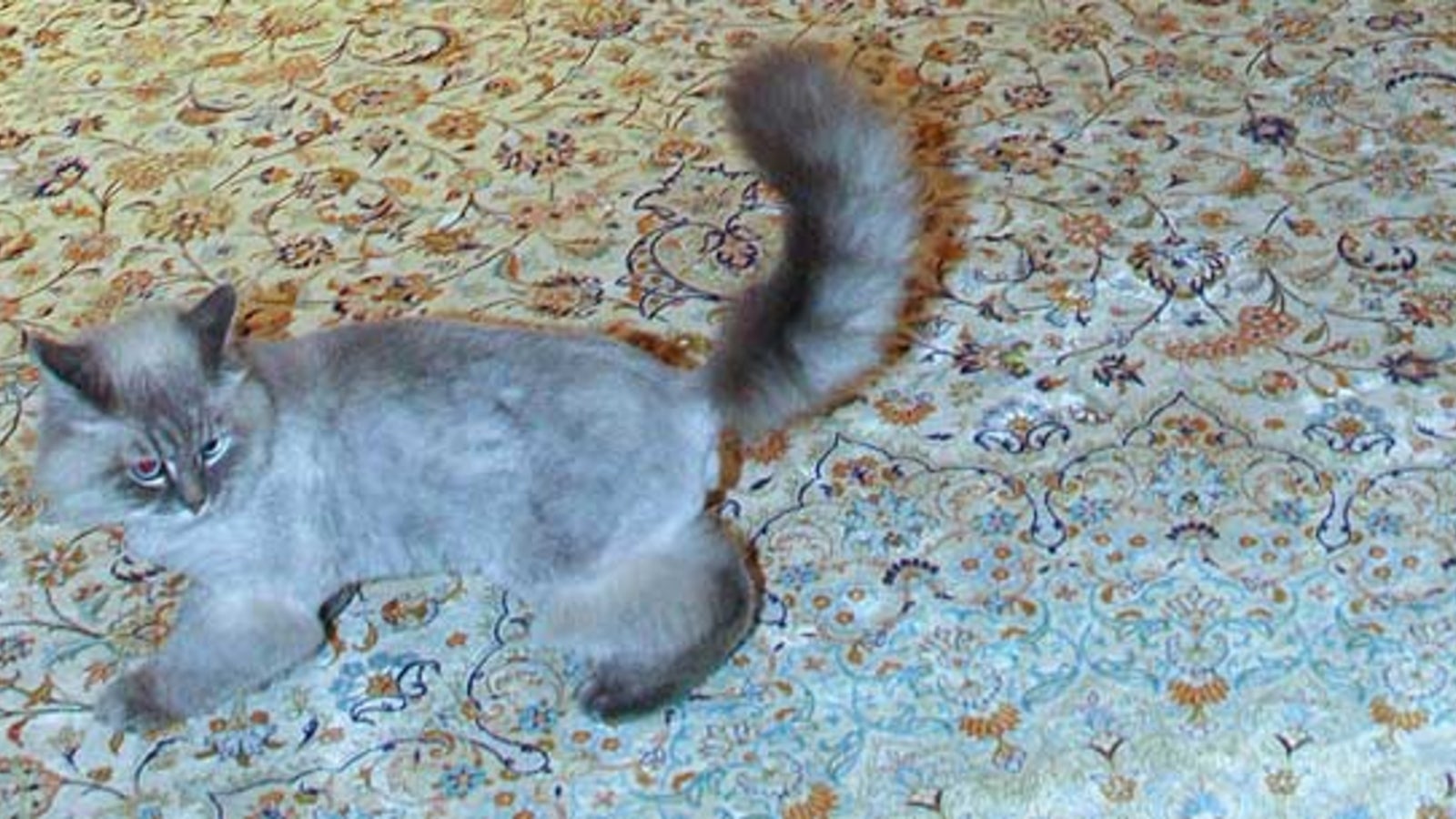 Russland: Wirbel um "First Cat" - oe24.at