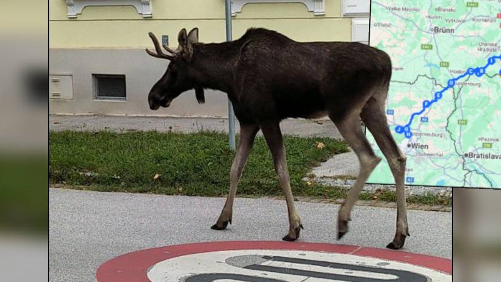 Emil darf nicht sterben - Kult-Elch ist ganzjährig geschont! - oe24.at