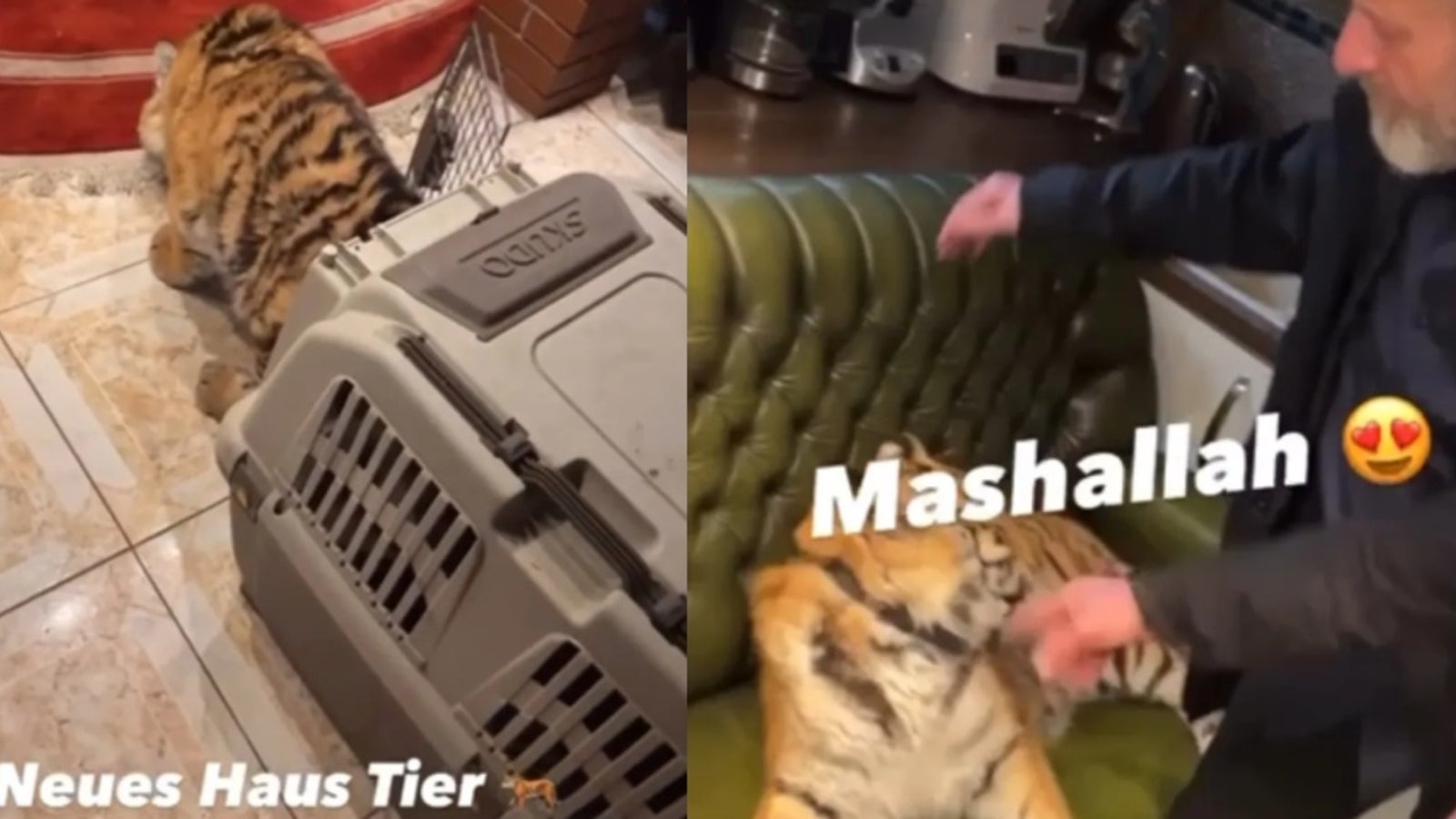 SEK stürmt Hochzeit | Remmo-Clan feiert Hochzeit mit Tigerbaby - oe24.at