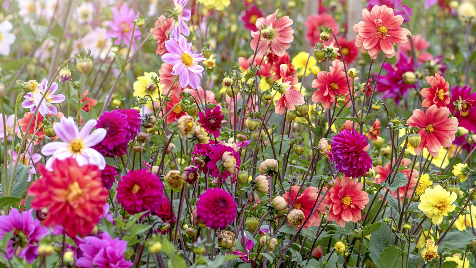Bunte Blumen Garten