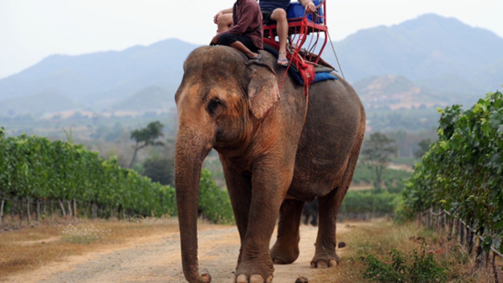 Nachbar Trampelt Wie Elefant