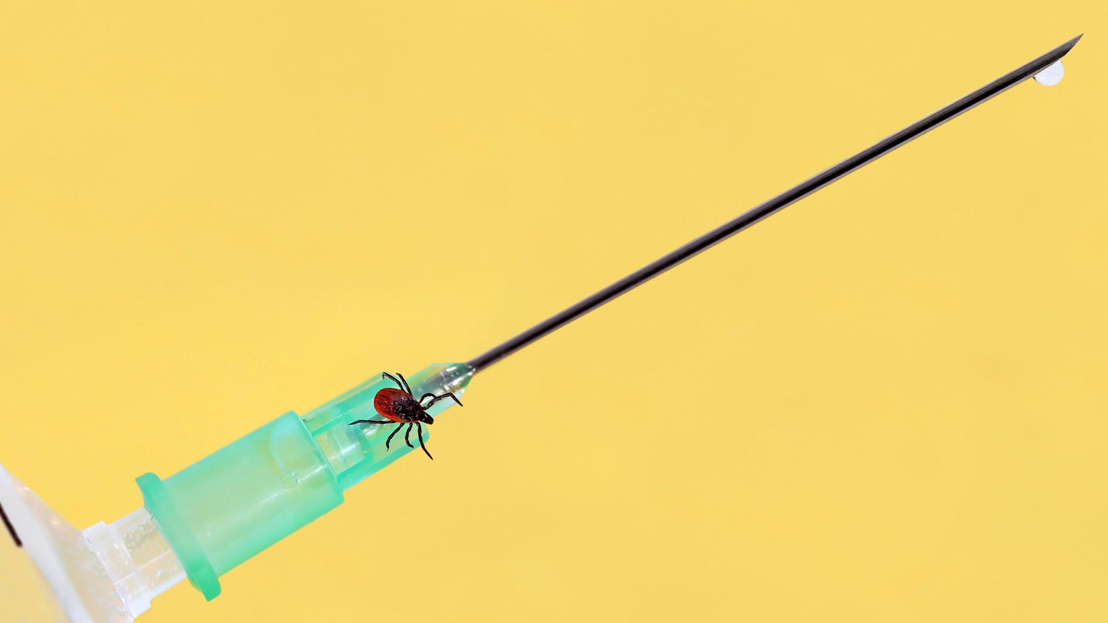 FSME: Impfung rechtzeitig auffrischen - gesund24.at