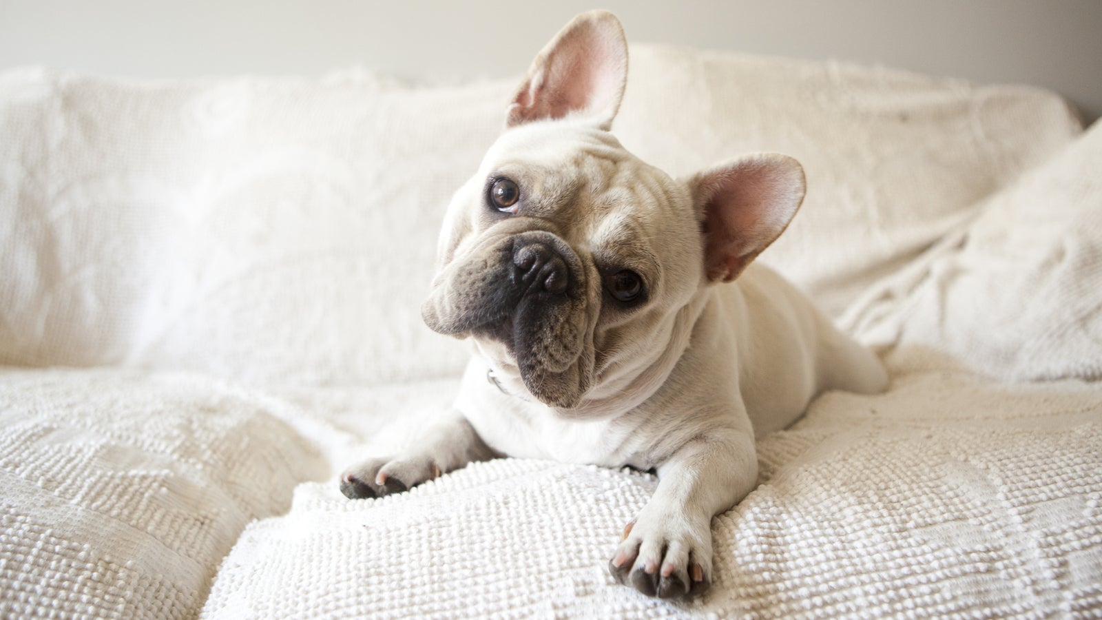 Bulldogge vom 5. Stock in Tod geworfen - Freispruch - oe24.at