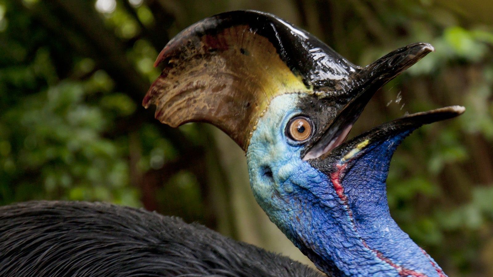 Kasuar: Das ist der gefährlichste Vogel der Welt - oe24.at