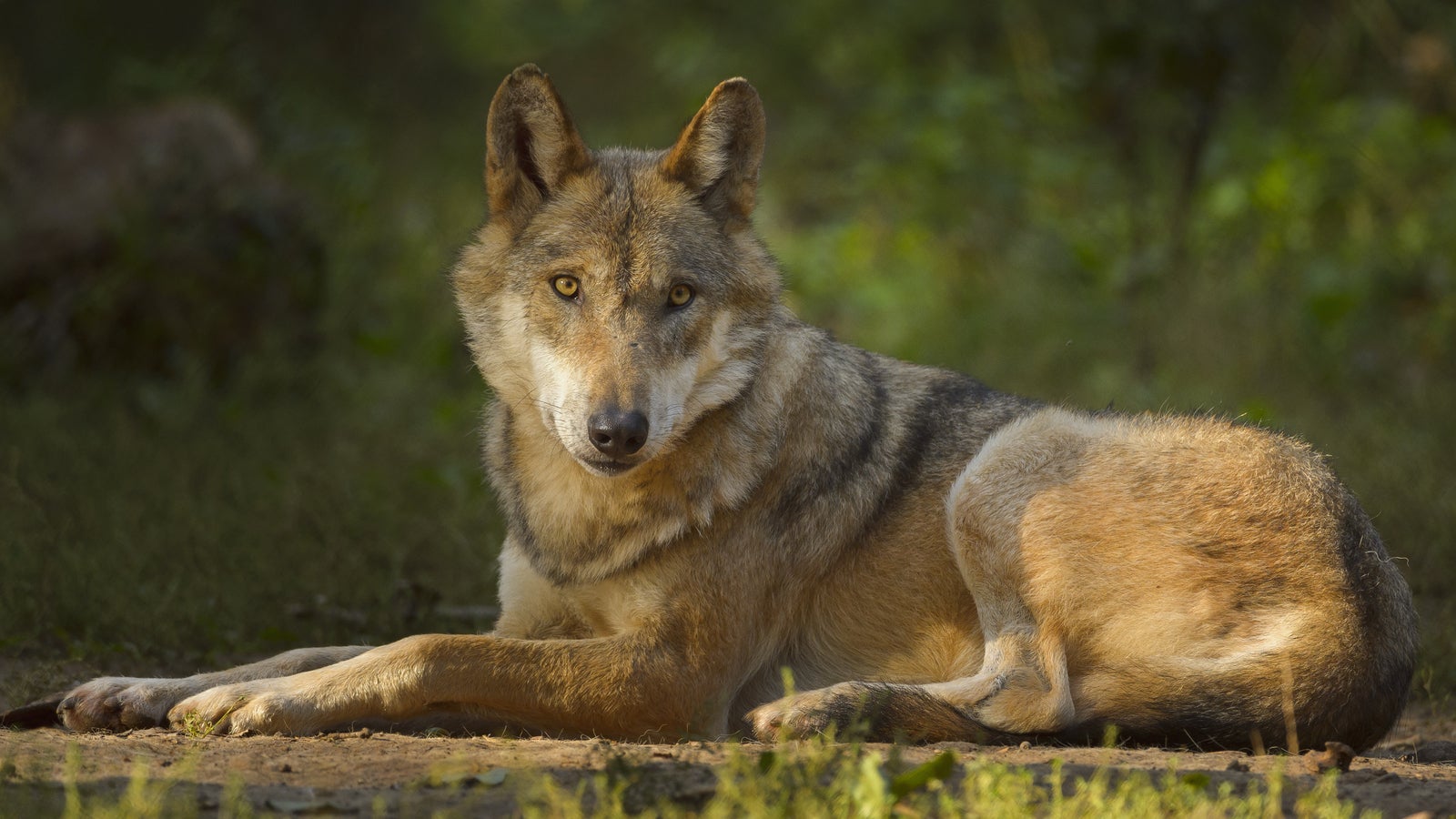 Erster Angriff seit Wiederansiedlung: Wolf beißt Frau in Hamburg - oe24.at