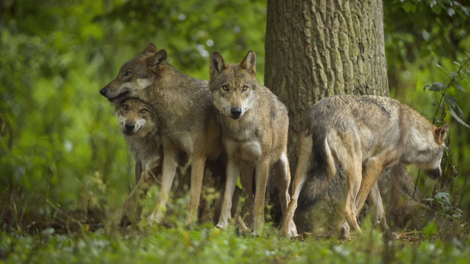 Zahl der Wölfe nimmt zu - oe24.at