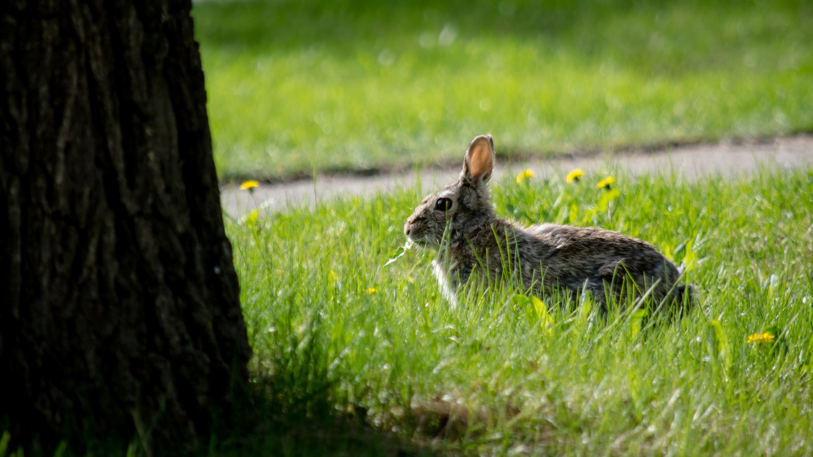 Am Handelskai: Kaninchenpest rafft Wildbestand dahin - oe24.at