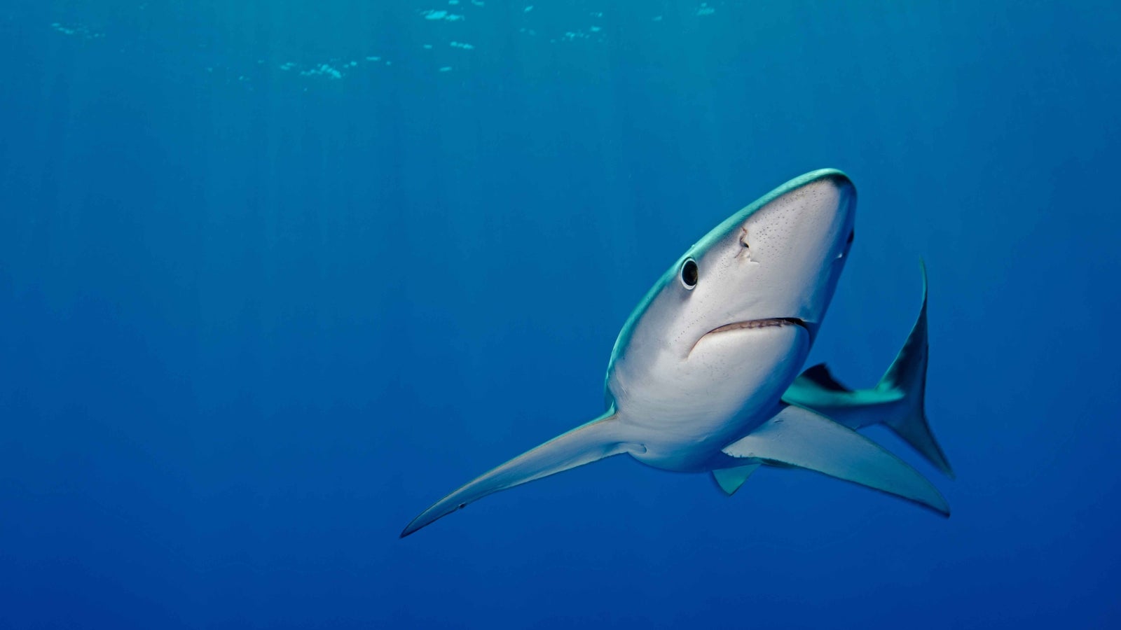 Hai attackiert zwei Mädchen (15 & 17) und eine Frau (45) - oe24.at