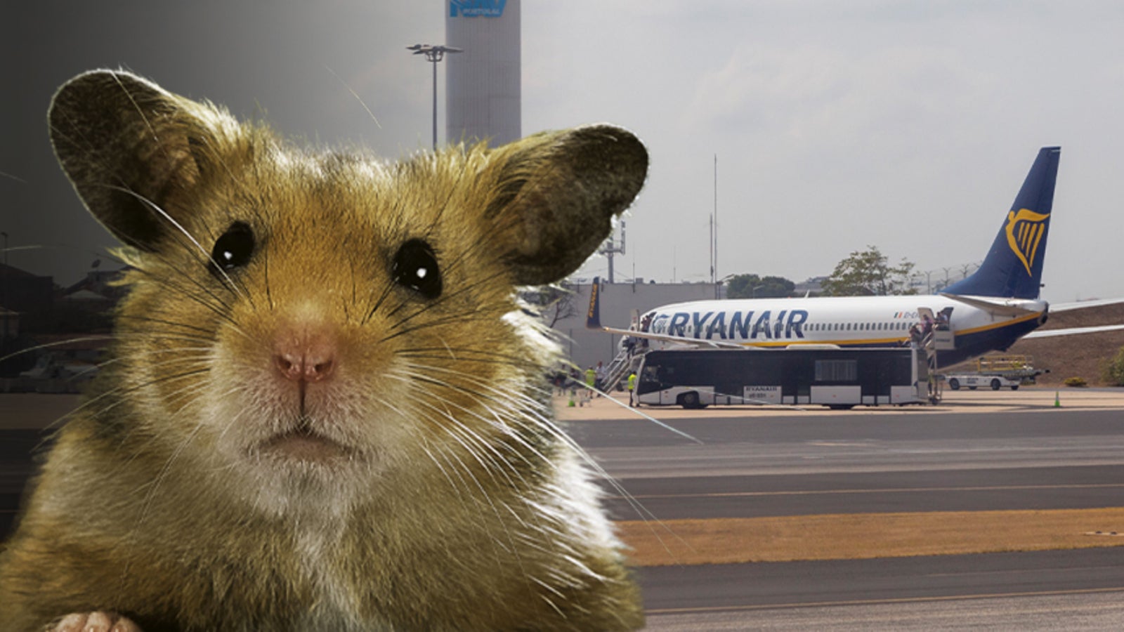 132 Hamster bremsen Flugzeug aus - oe24.at