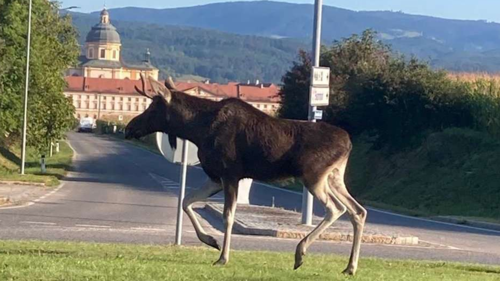 Kult-Elch "Emil" macht weiter Kilometer - jetzt in Melk gesichtet - oe24.at