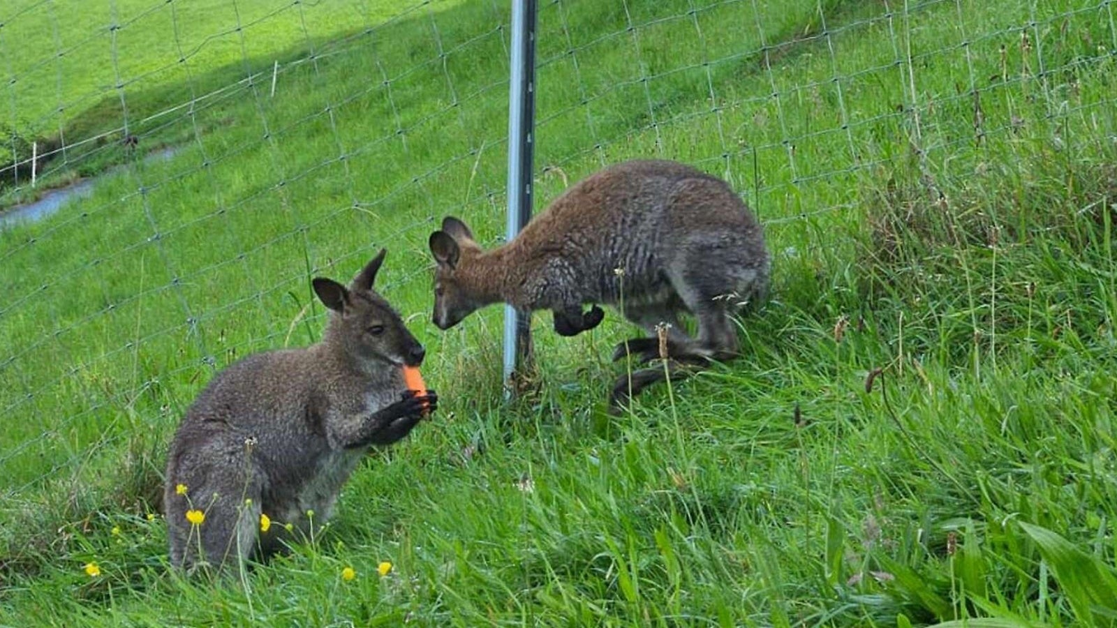 Jessica r dunn twitter met in the evening and her incall