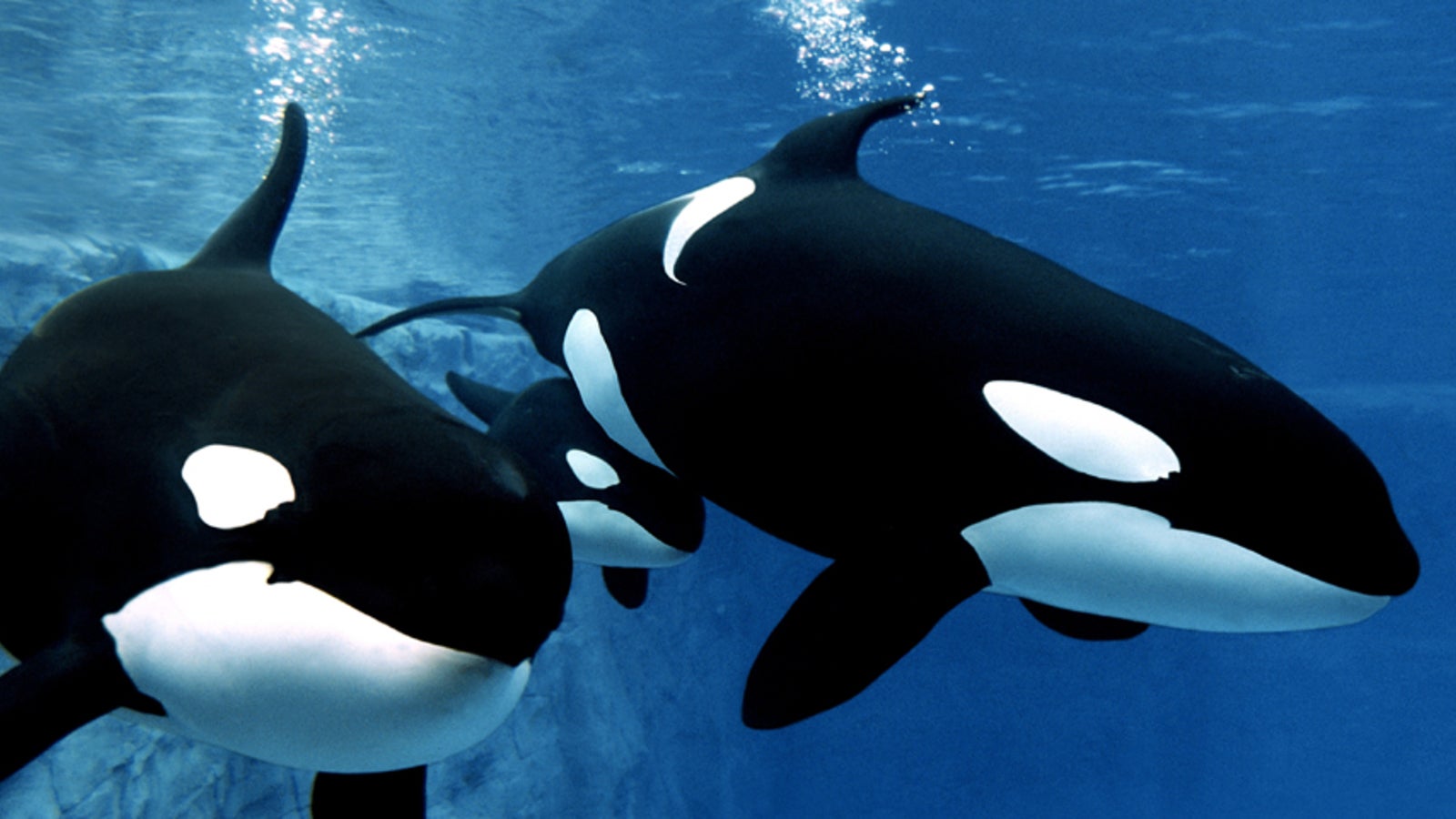 Orcas attackierten erneut Boot bei Segelregatta - oe24.at