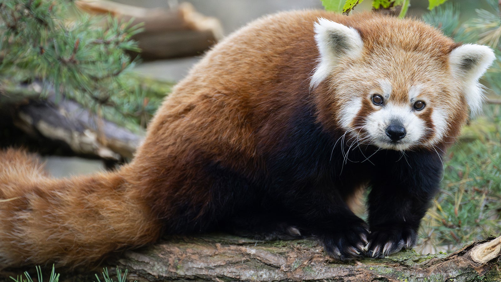 Rote Pandas sind umgezogen und bekommen neue Mitbewohner - oe24.at