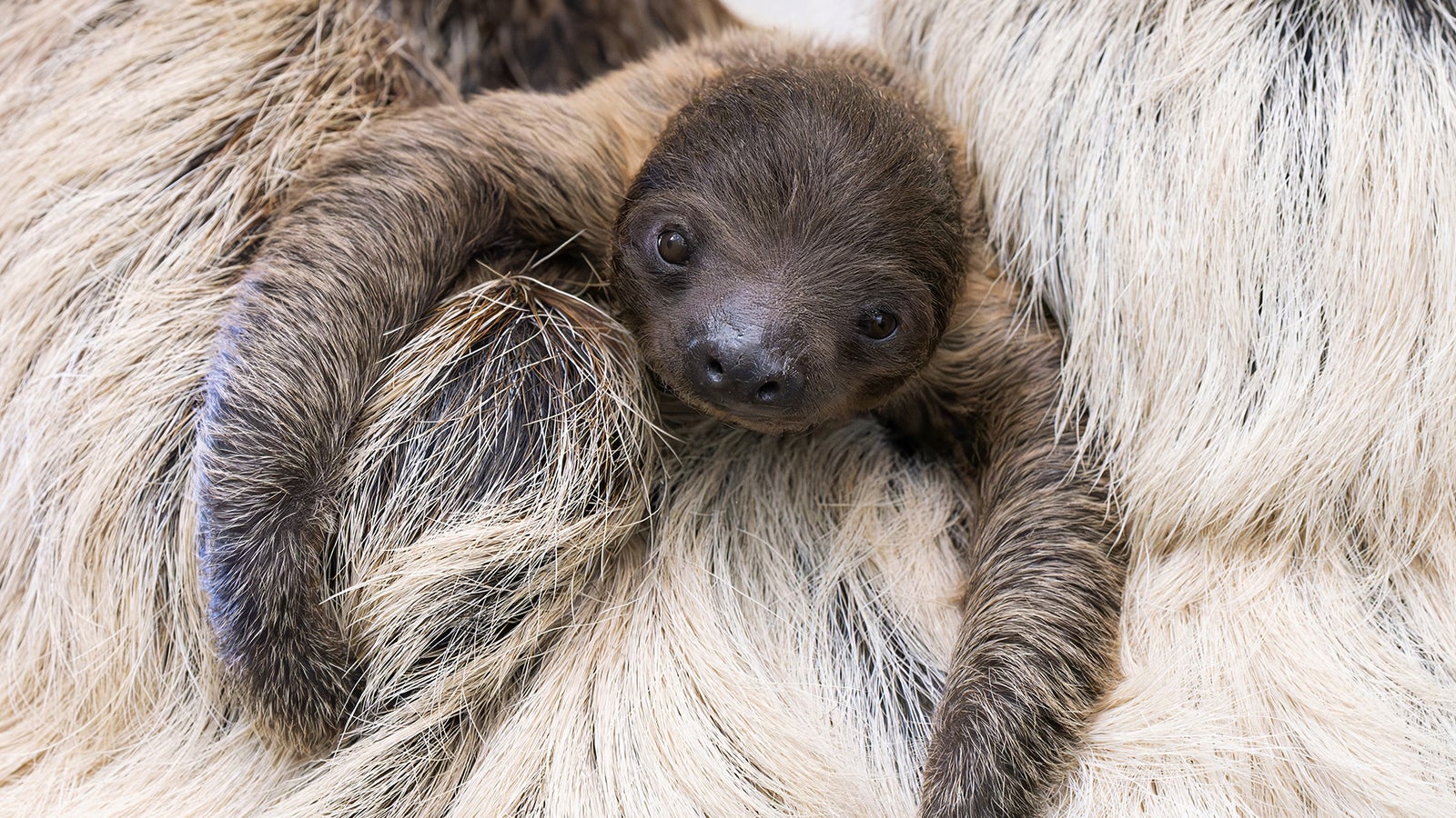 Faultier-Baby in Schönbrunn geboren - oe24.at