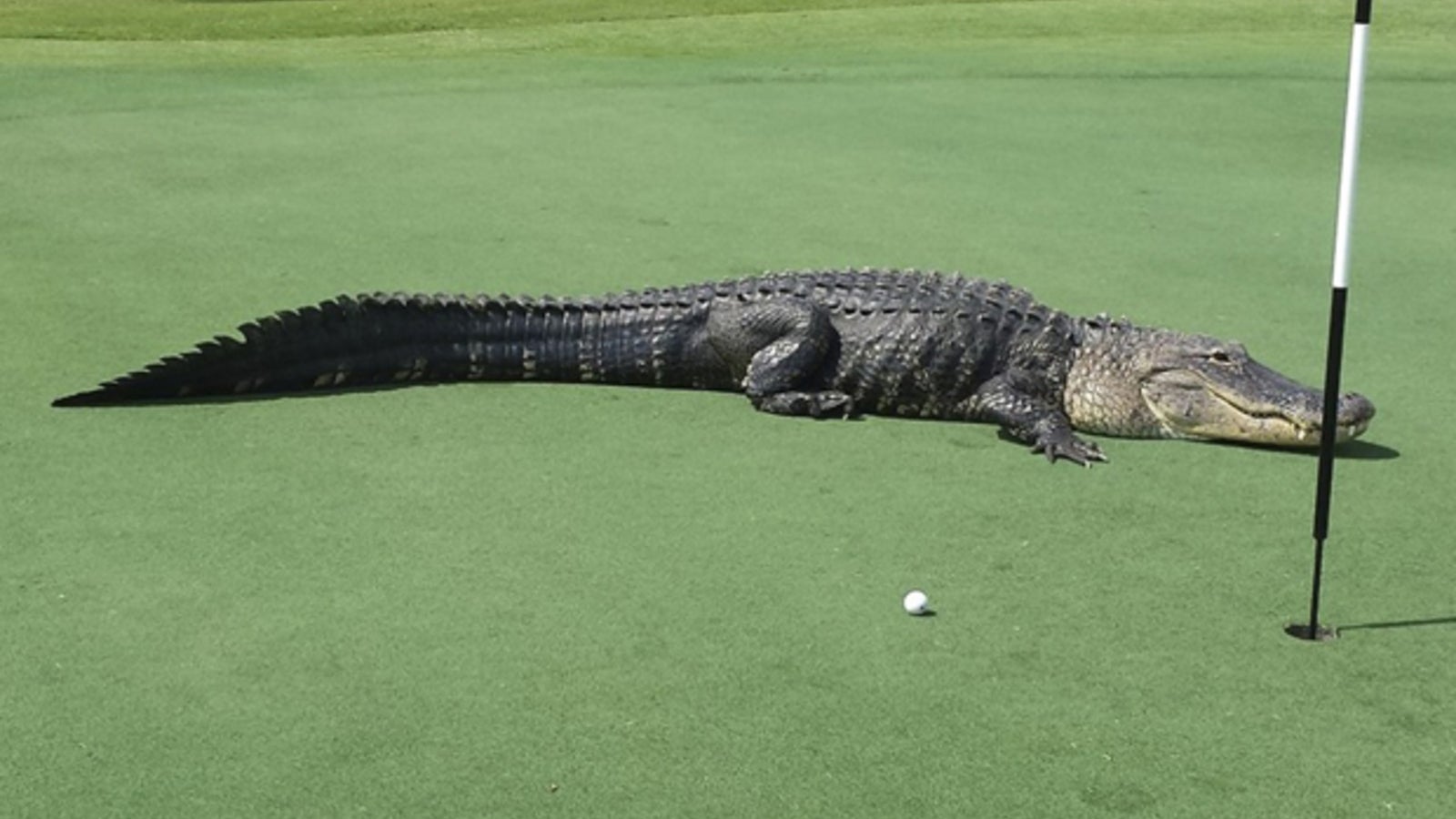 Florida: Dieser Alligator schockt Golfer - sport24.at