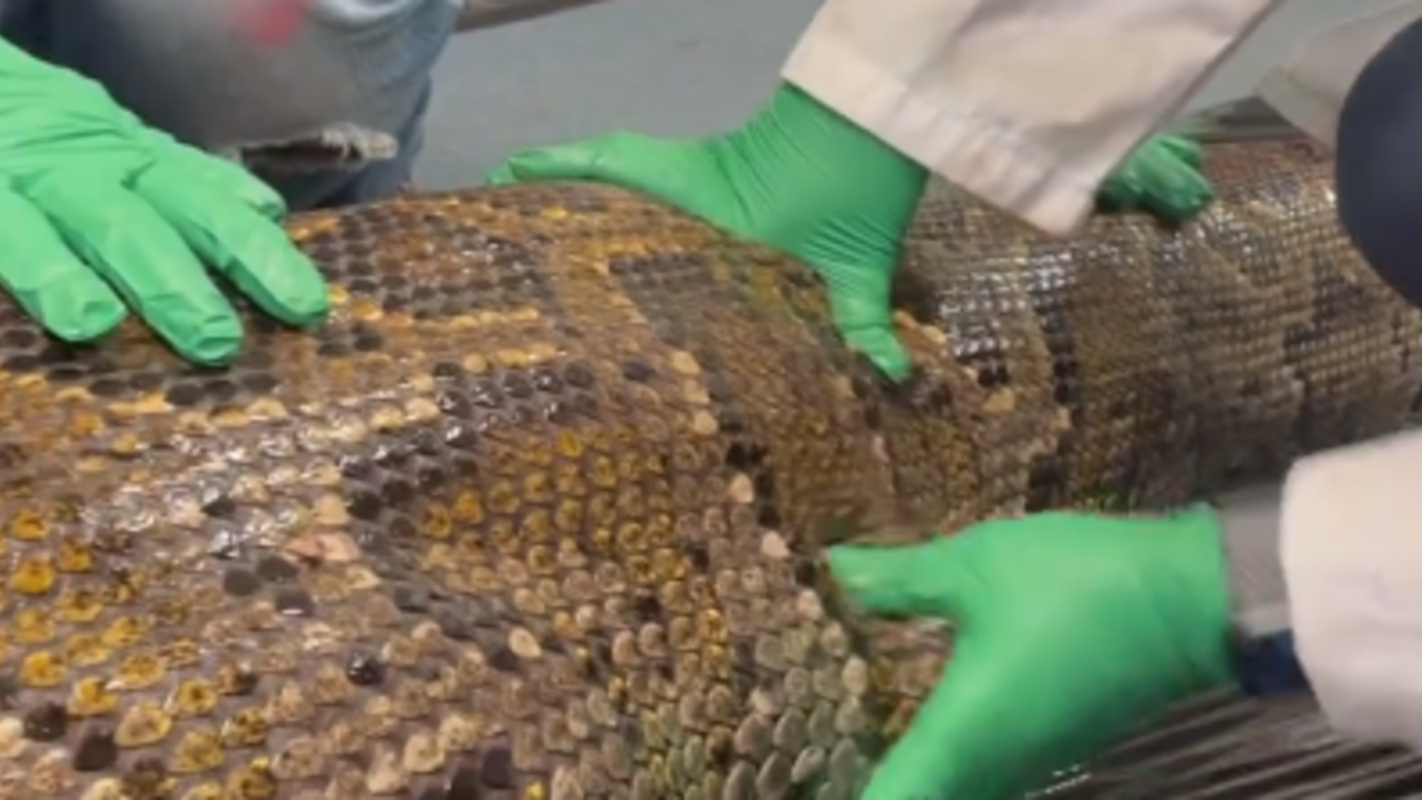 Dieses Tier finden Wissenschaftler in einer Riesen-Python - oe24.at