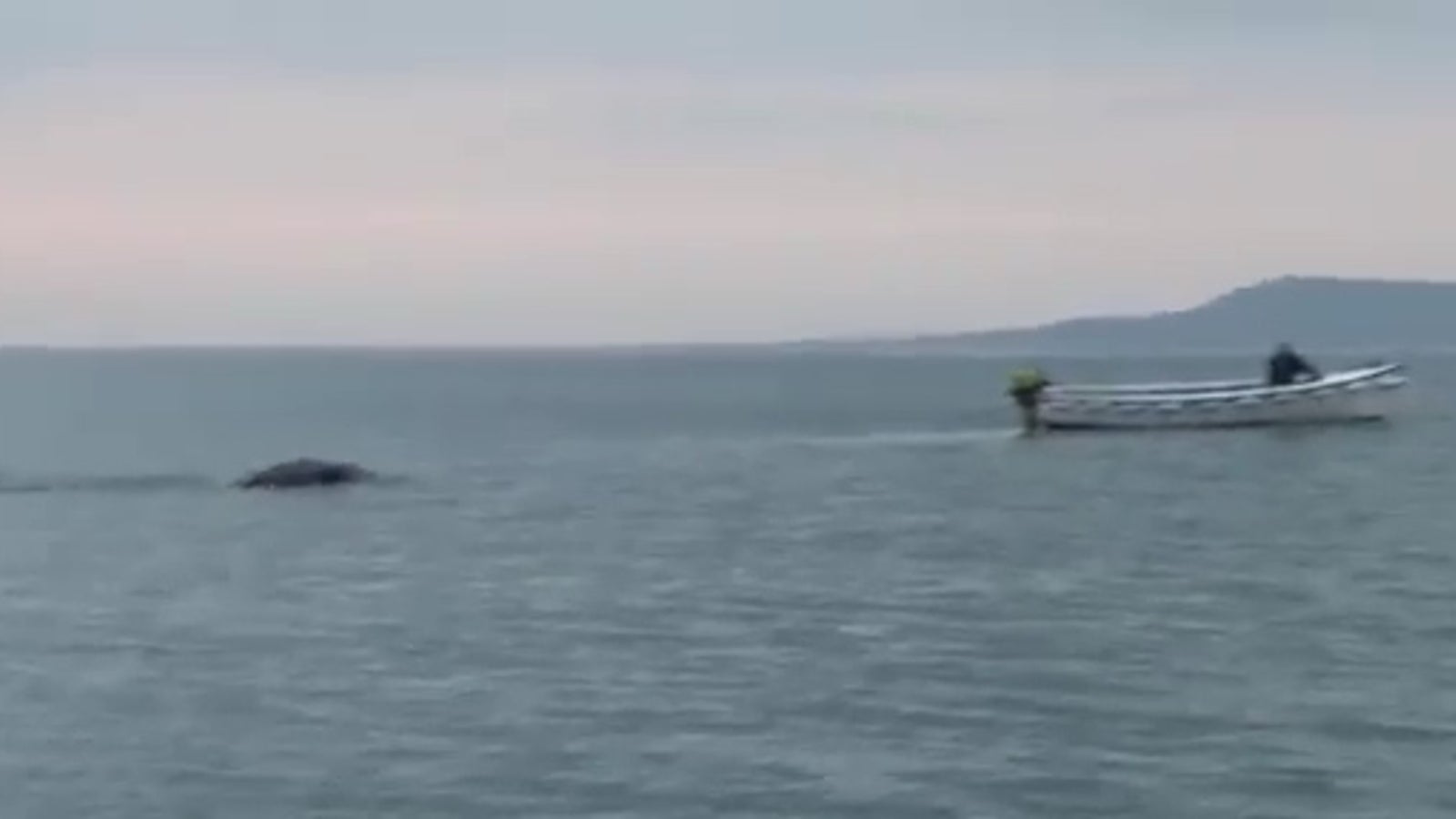 Kurios: Seemonster im Lough Foyle gesichtet - oe24.tv