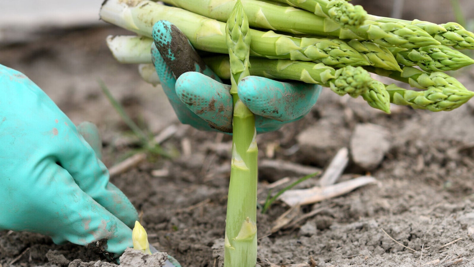 OÖ ringt um Spargel-Erntehelfer - oe24.at