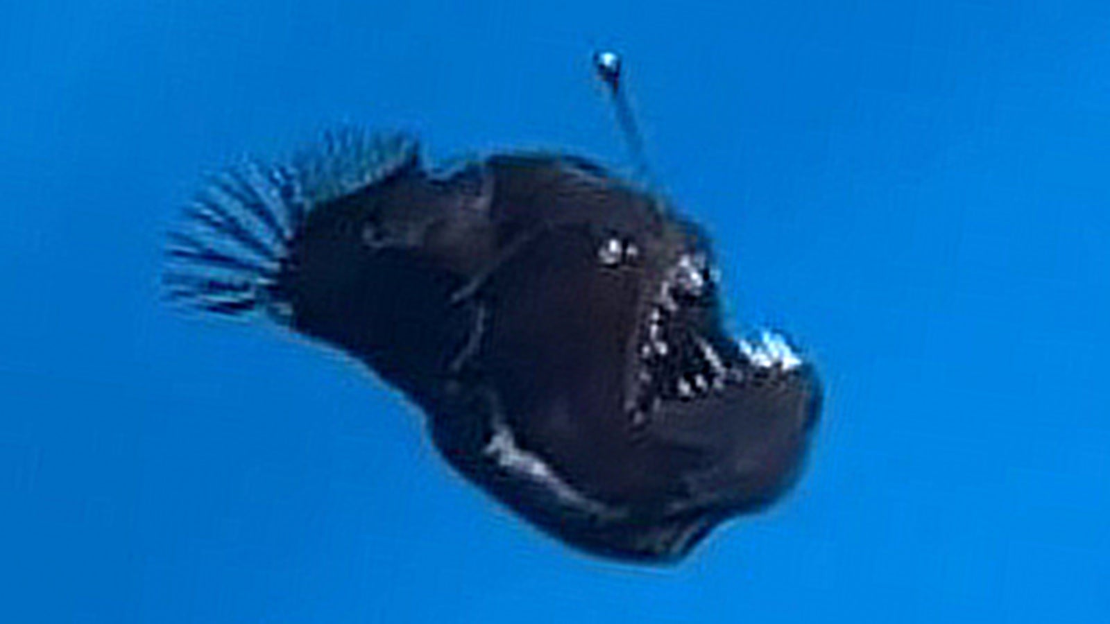 Forscher baff: Seltener Tiefsee-Fisch erstmals an Oberfläche gesichtet - oe24.at