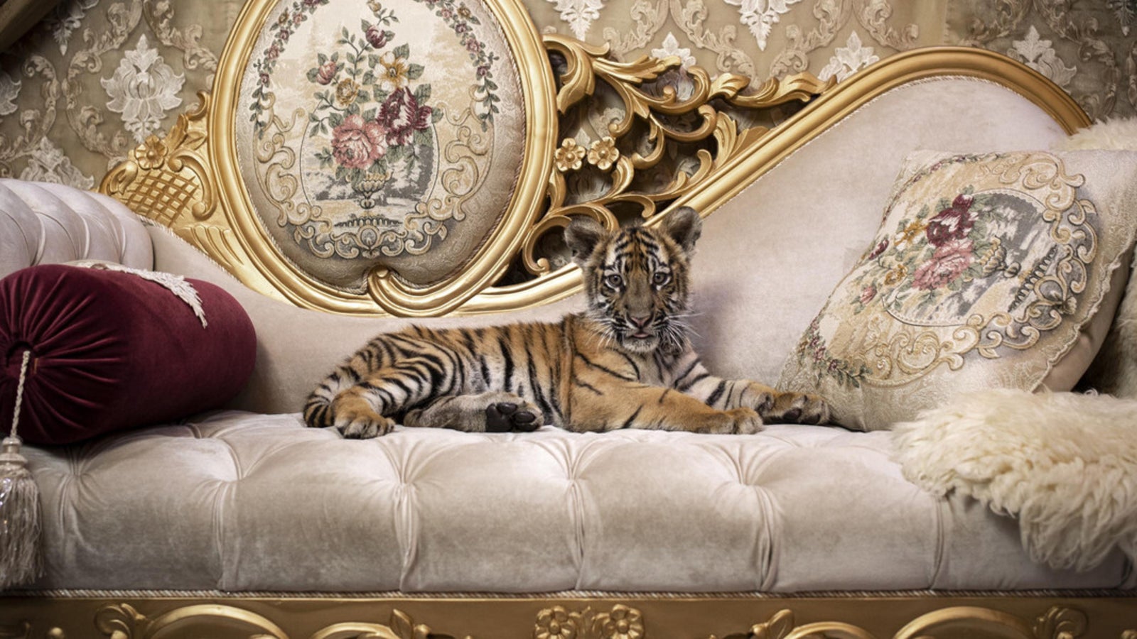 Der tiefe Fall der einstigen Könige der Wildnis - oe24.at