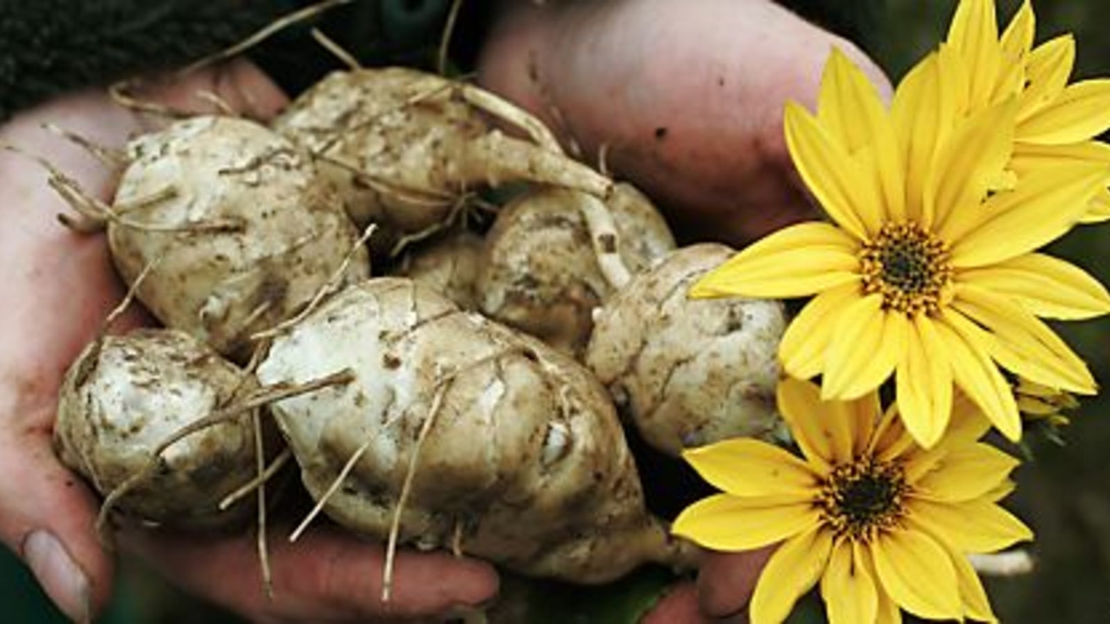 Topinambur gegart oder roh verzehren - gesund24.at