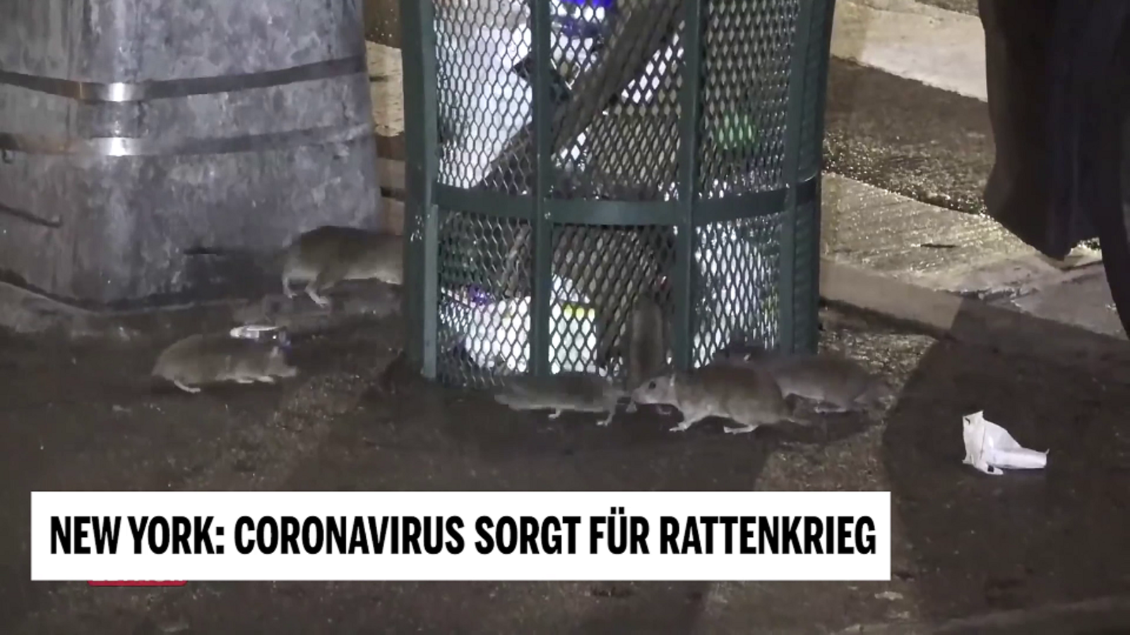 Rattenkrieg in New York City - oe24.at