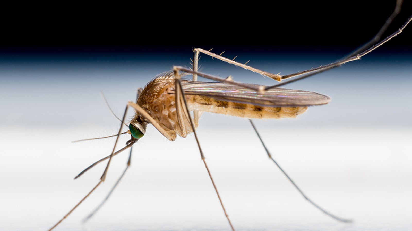 Erstmals Gelsen in Island entdeckt - oe24.at