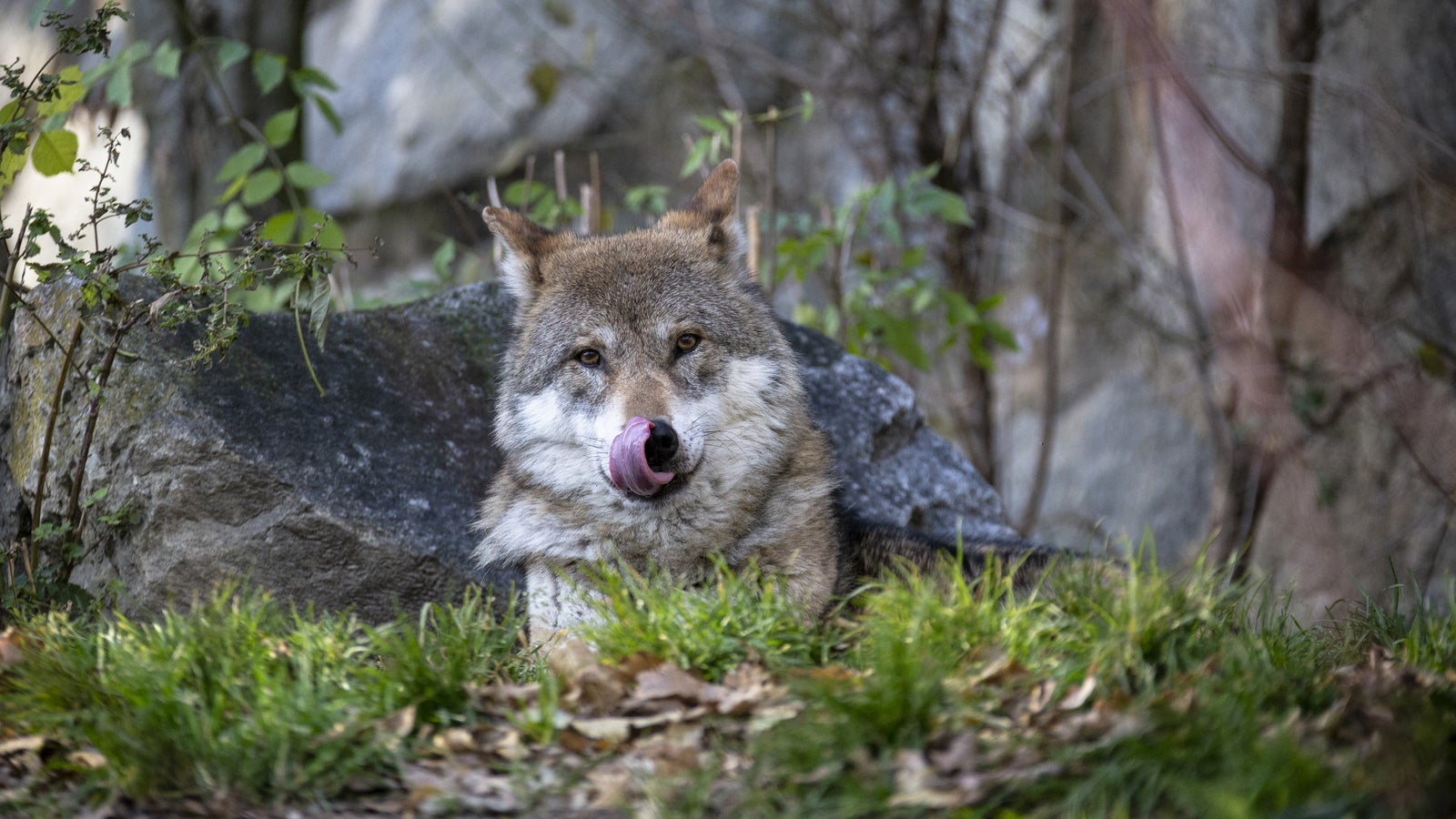 EU gibt Wolf fix zum Abschuss frei - oe24.at