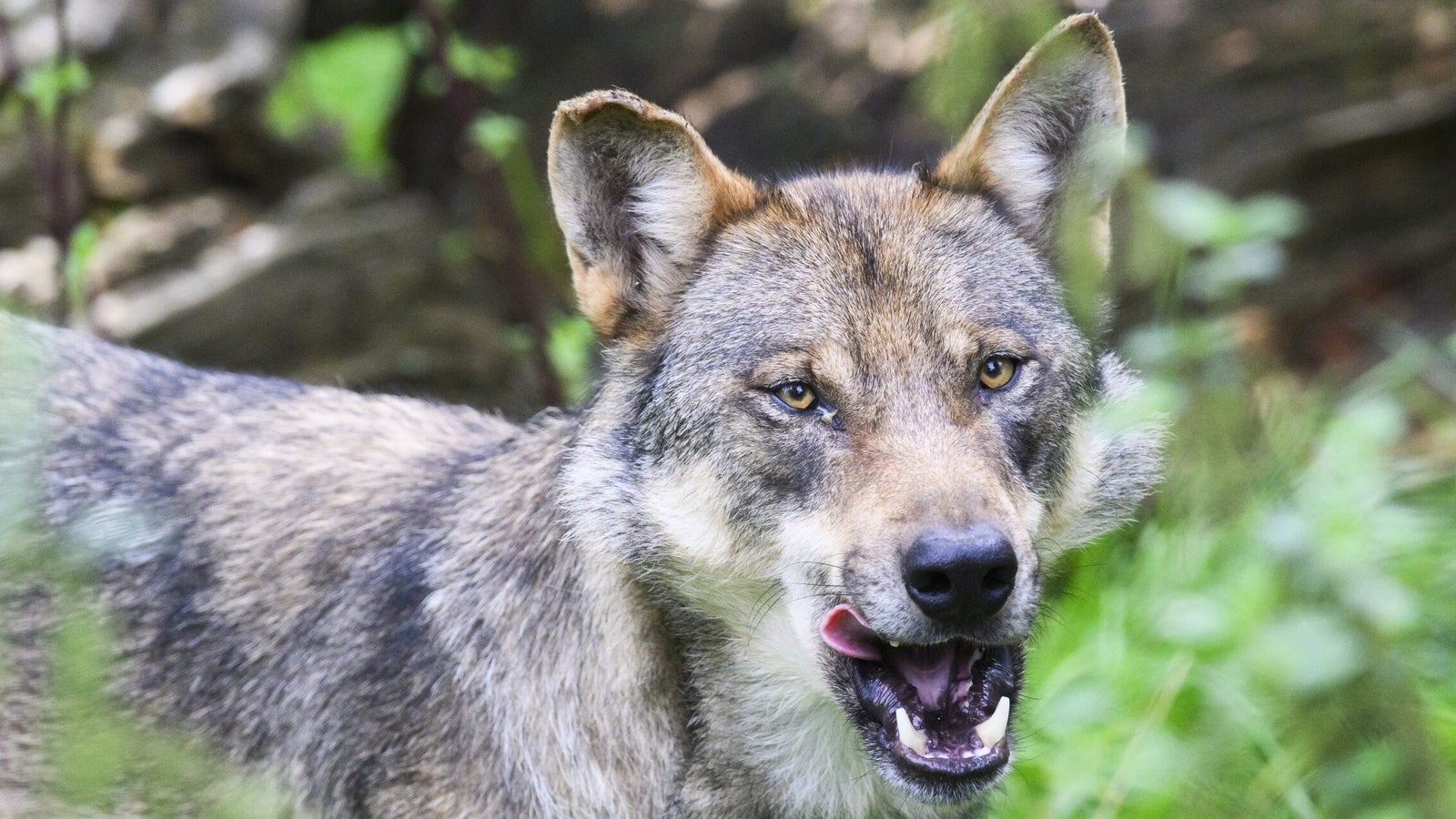 Play bokep. com a fun Asian woman, late 20s to be in her