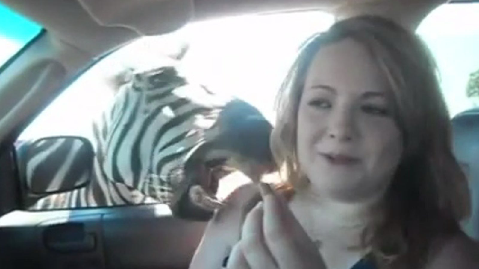 Hungriges Zebra beißt Frau in den Hals - oe24.tv