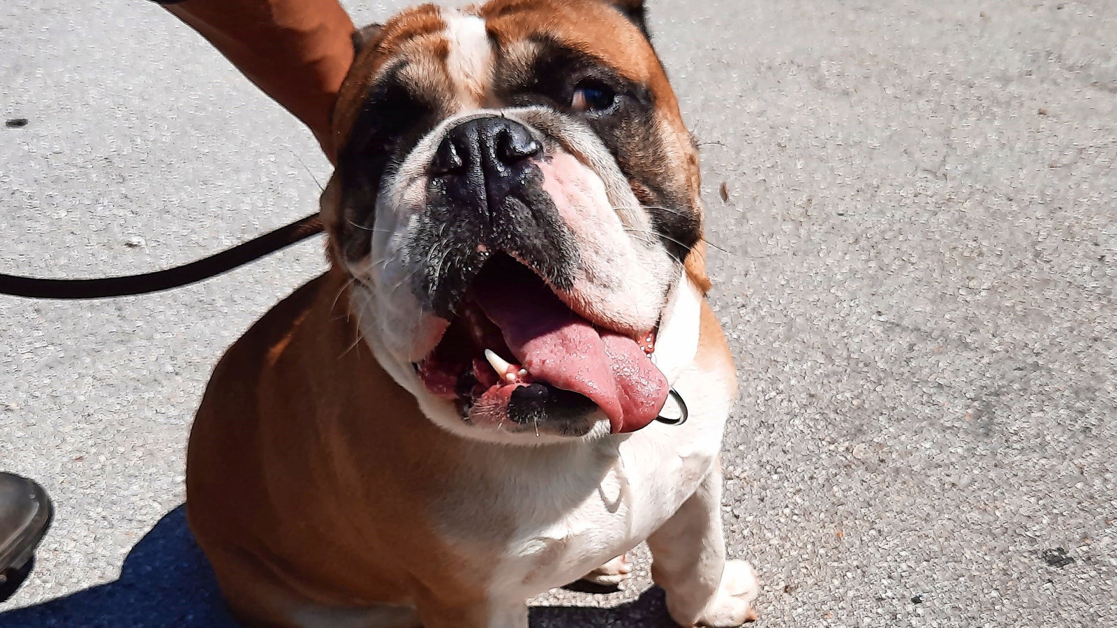 'Weihnachts-Happy-End' für Bulldogge - oe24.at